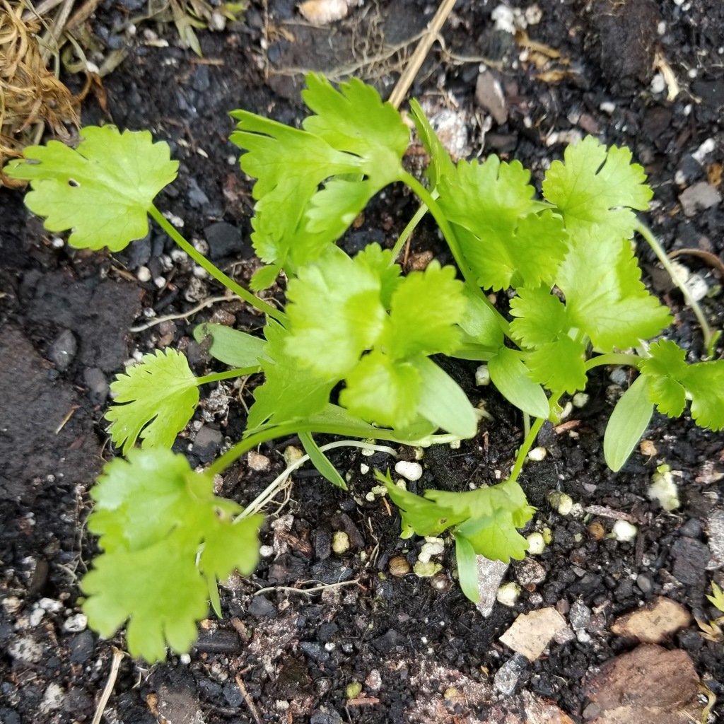 The Human I Need to Be | Shawndra Miller